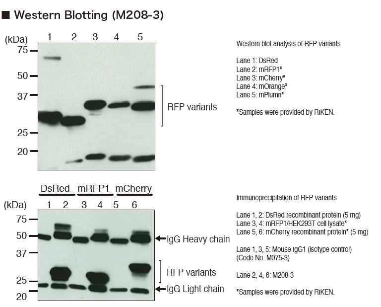 RFP (Red Fluorescent Protein)