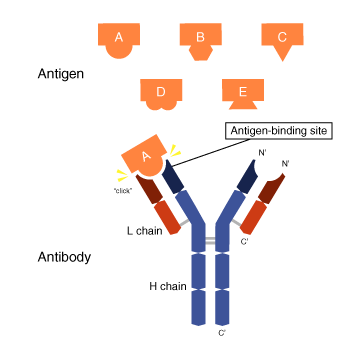 What are Antibodies?