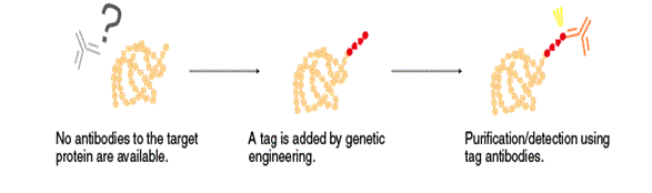 Tags and Tag antibodies