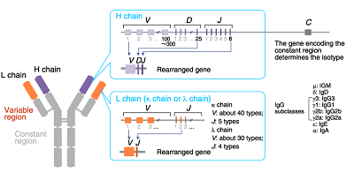 The role of antibodies