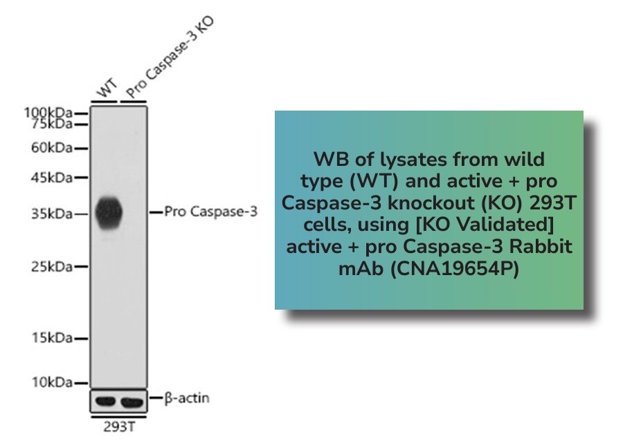 Knockout Validated Antibodies