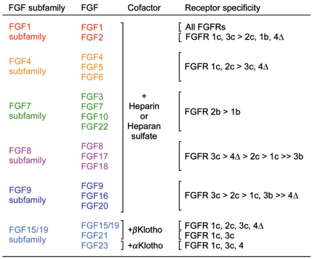 FGF-Max (Recombinant human FGF-1/FGF-2 chimera)