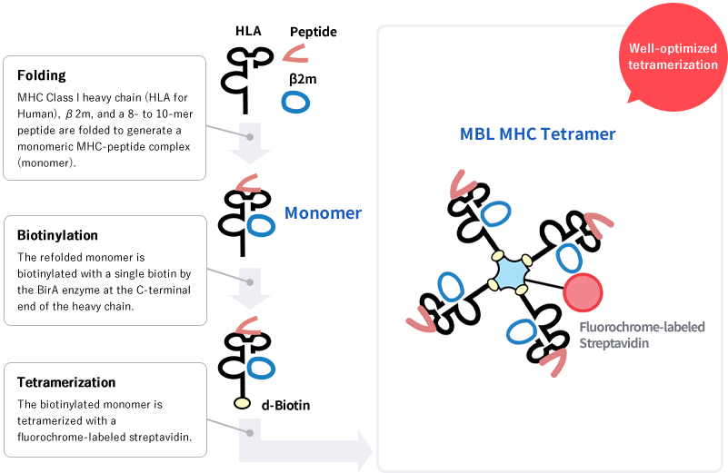 Mbli Resources Mhc Class I And Class Ii Tetramers