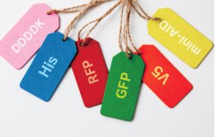 Epitope Tag Antibodies and Kits